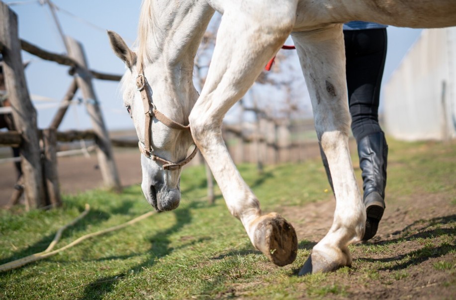 Suplementos para caballos | Equinox Equine